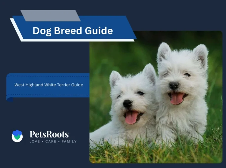 Are Benebones Safe for Dogs? | Pets Roots